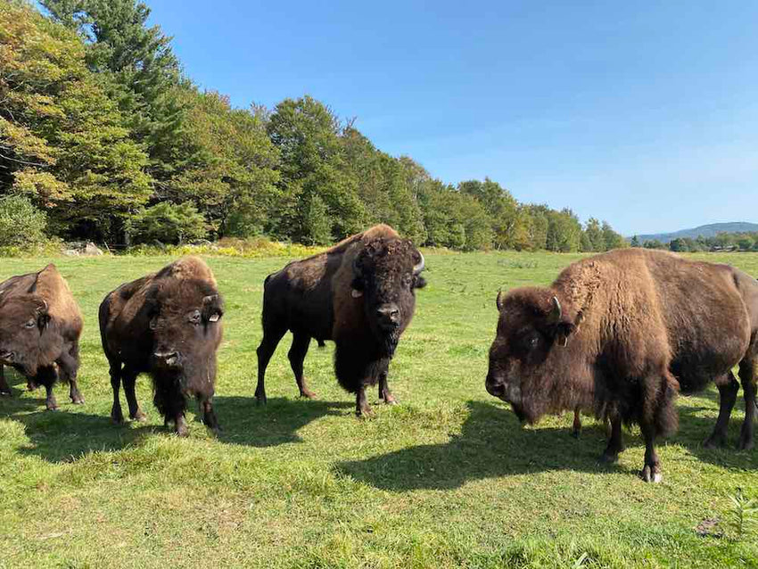 National Bison Month – Yankee Farmer's Market
